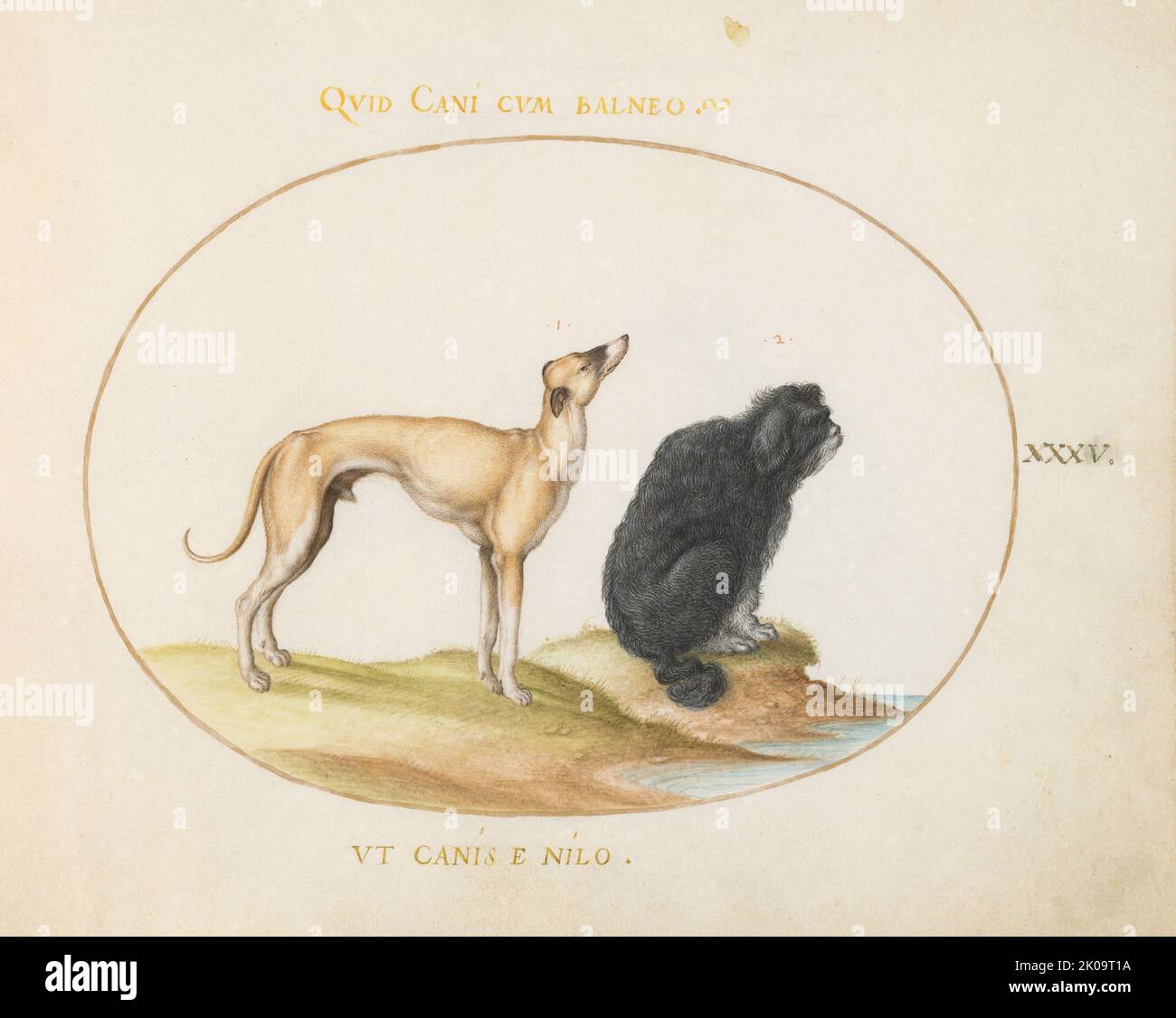 Animalia quadrupedia et reptilia terra hi-res stock photography and ...