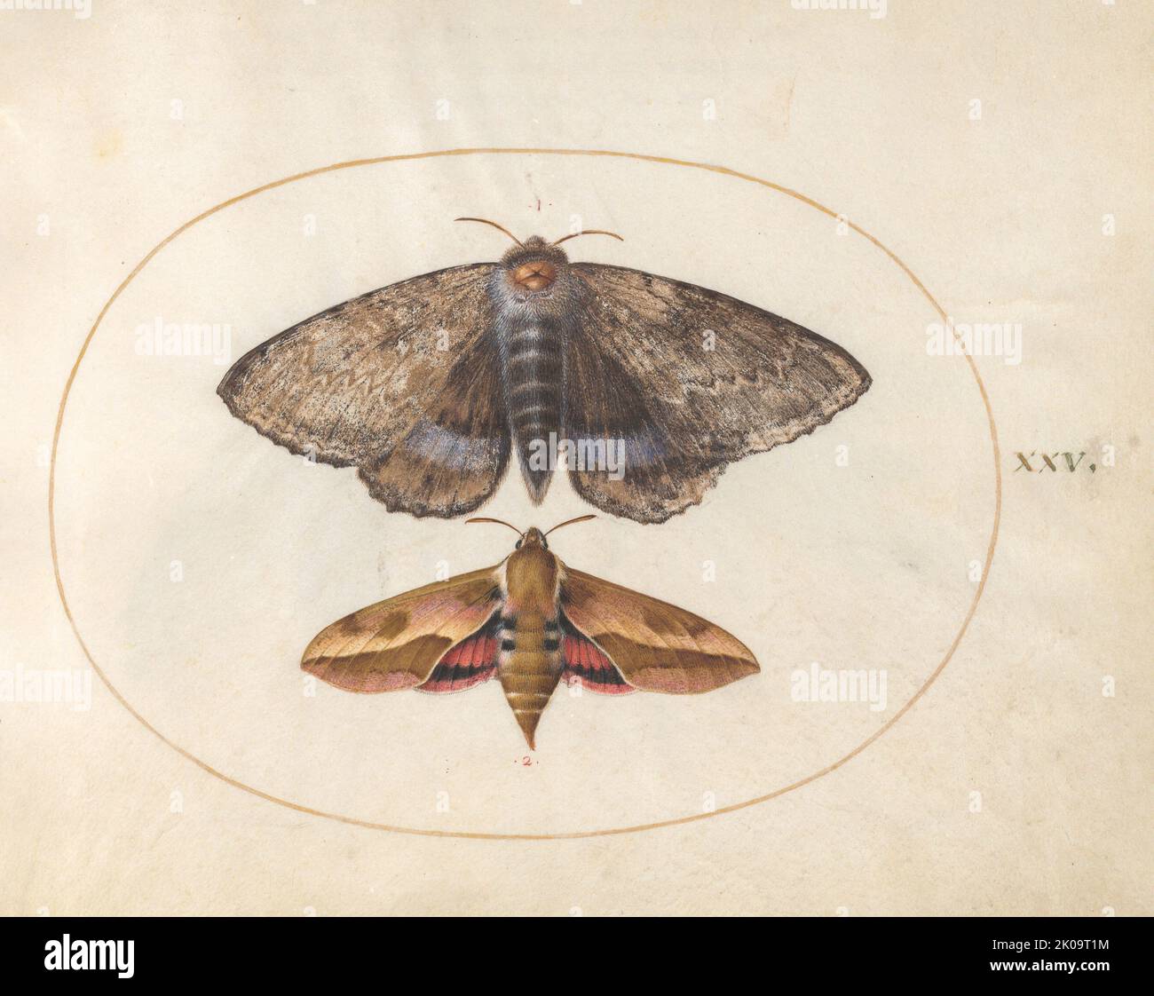 Plate 25: Blue Underwing Moth and Spurge Hawk Moth, c. 1575/1580 Stock ...