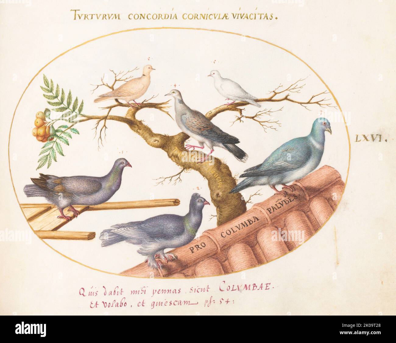 Animalia Volatilia et Amphibia (Aier): Plate LXVI, c. 1575/1580 Stock ...