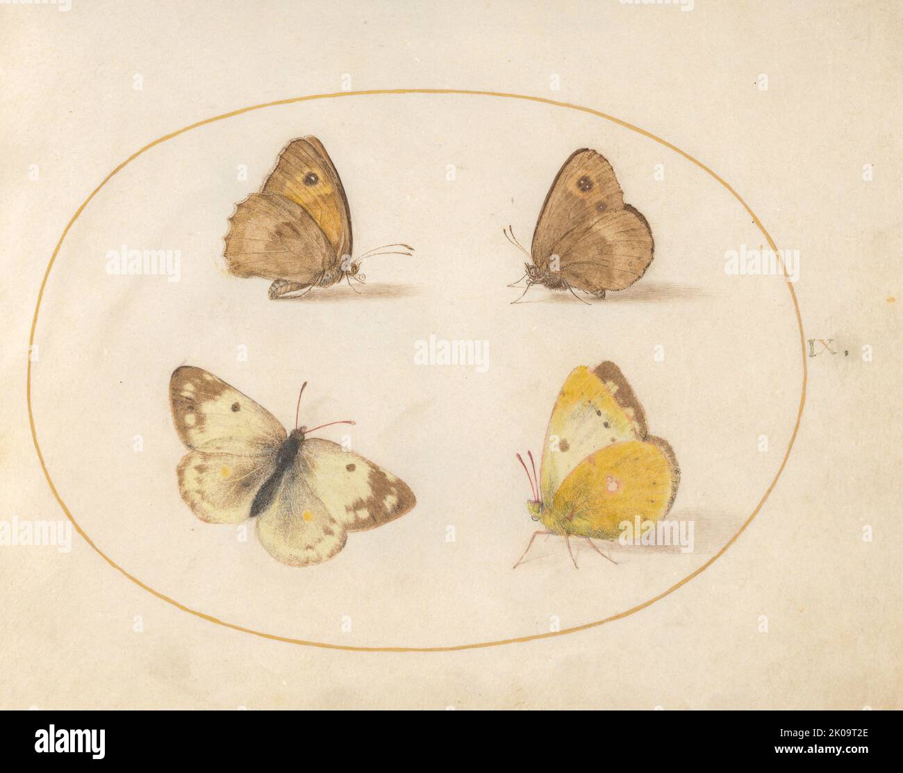 Plate 9: Four Butterflies, c. 1575/1580 Stock Photo - Alamy