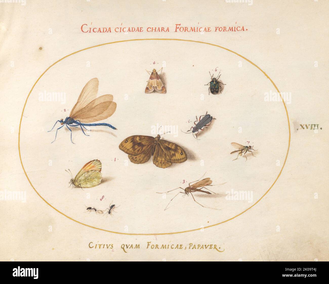 Plate 18: Two Butterflies and a Moth with a Dragonfly, Two Ants, and ...