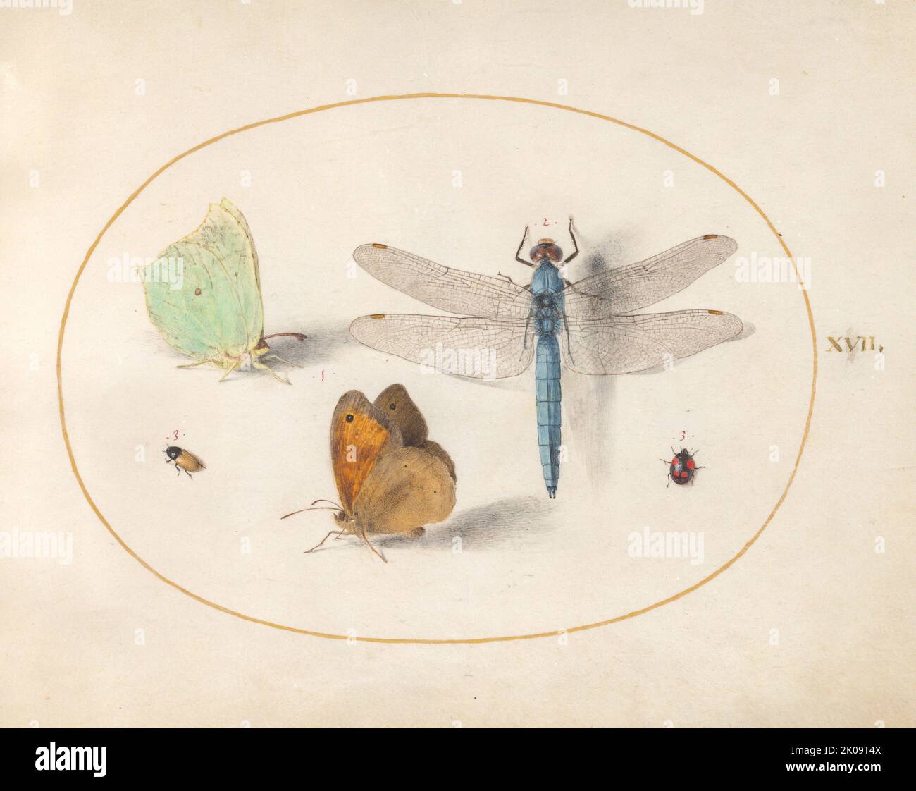 Plate 17: Two Butterflies, a Dragonfly, and Two Small Insects, c. 1575/ ...