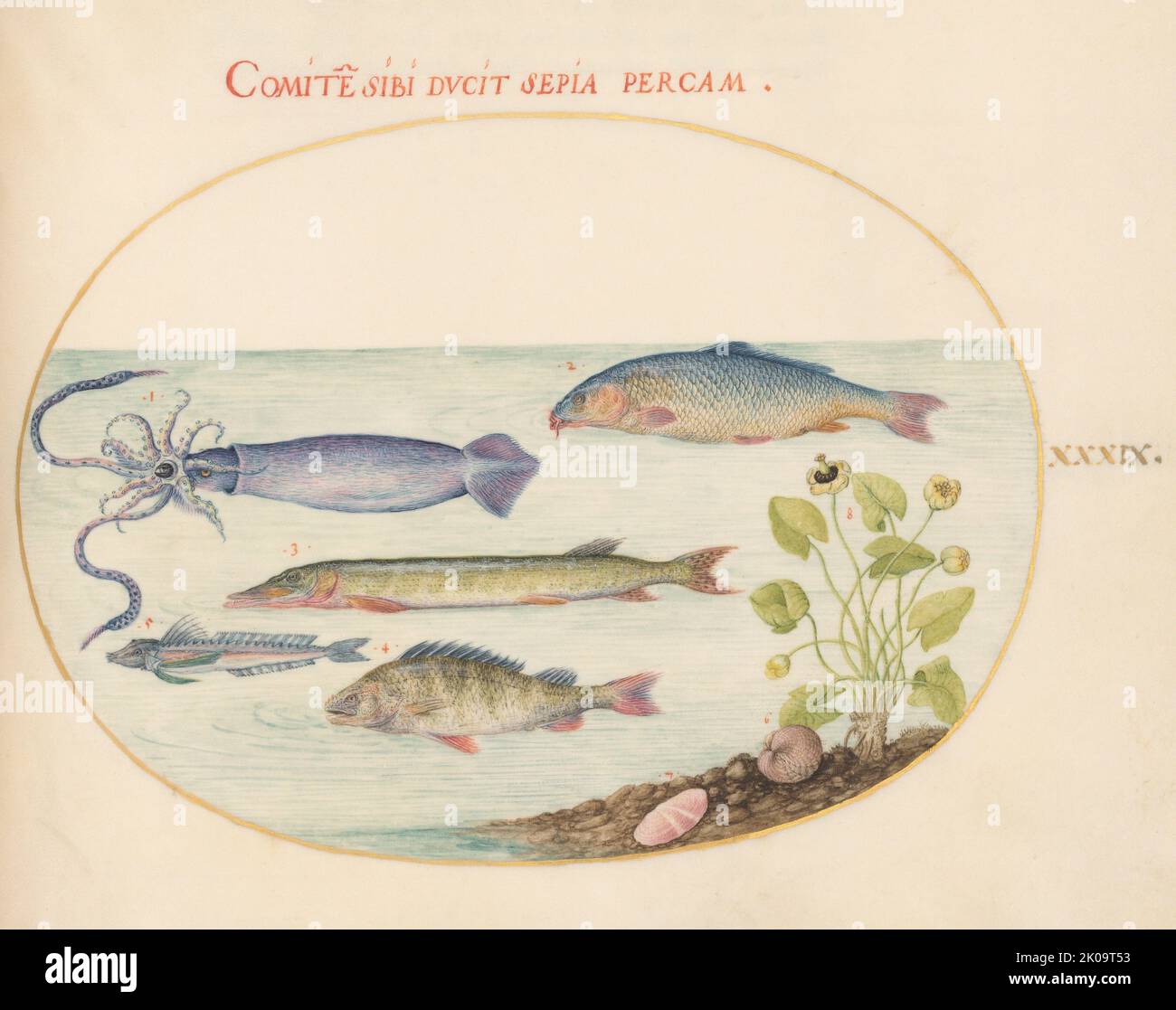 Animalia aquatilia et conchiliata aqua hi-res stock photography and ...