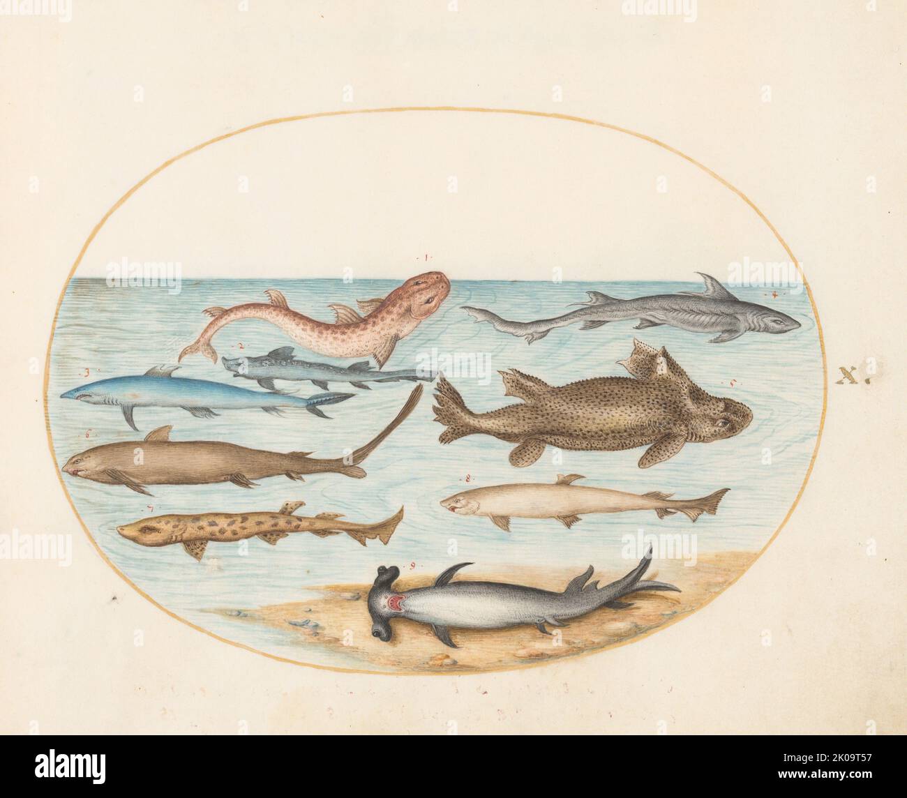 Animalia aquatilia et conchiliata aqua hi-res stock photography and ...