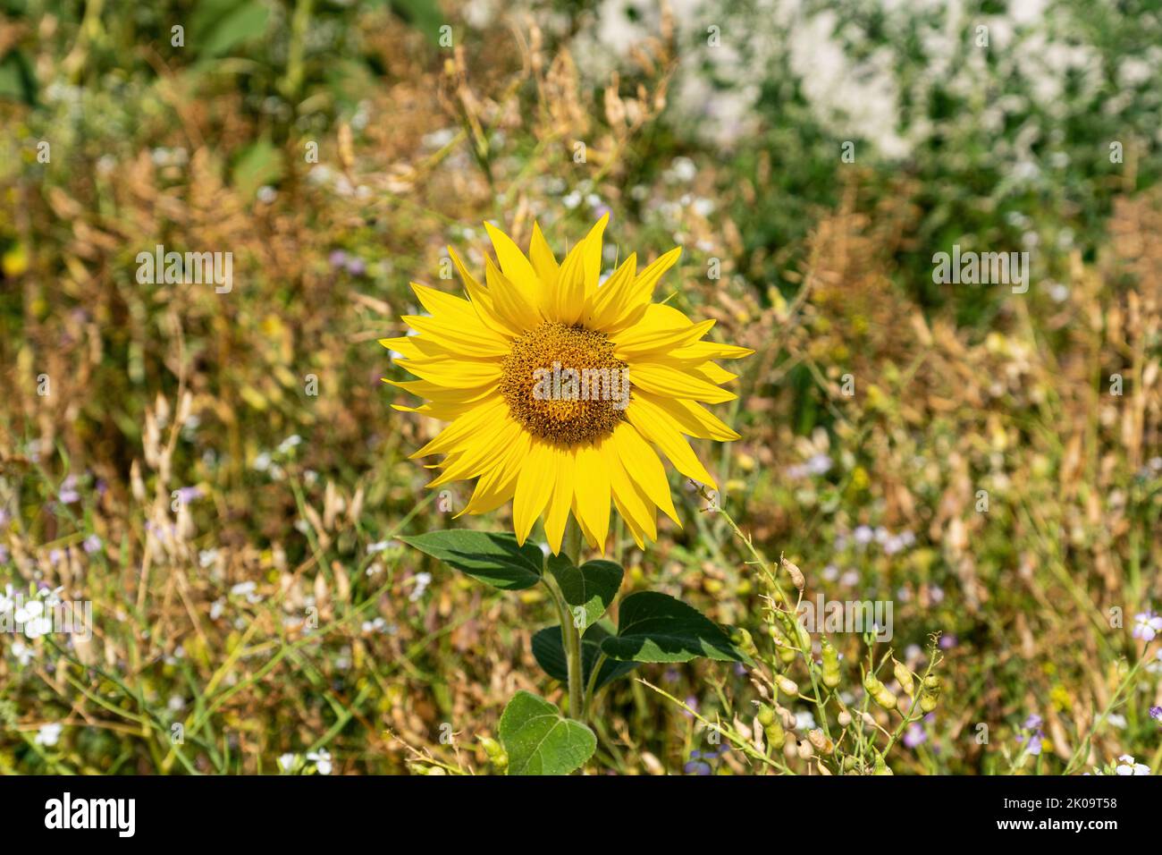 Close-up of a Sunflower on a sunny summer day Stock Photo - Alamy