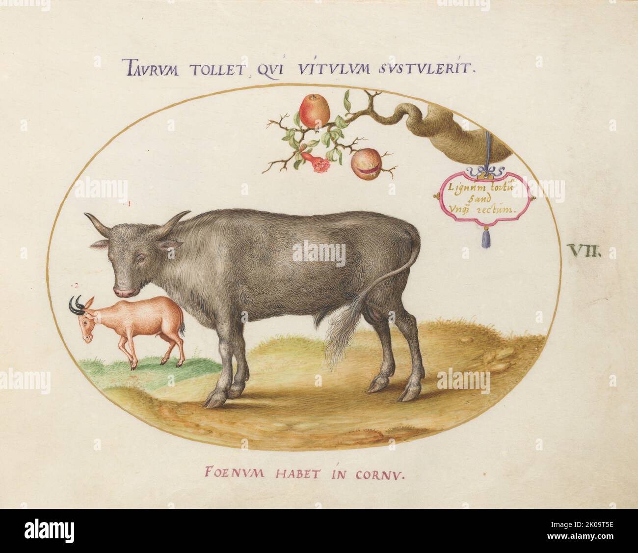 Animalia quadrupedia et reptilia terra hi-res stock photography and ...