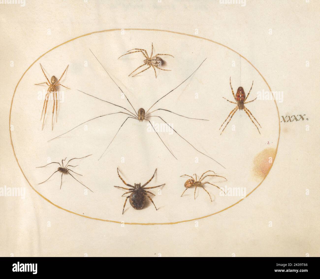 Plate 40: Eight Spiders, c. 1575/1580 Stock Photo - Alamy