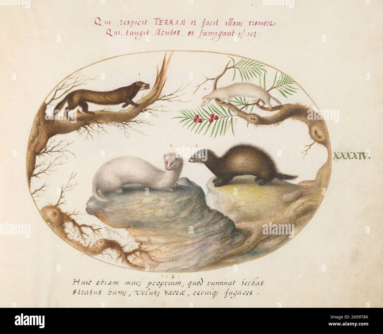 Animalia quadrupedia et reptilia terra hi-res stock photography and ...