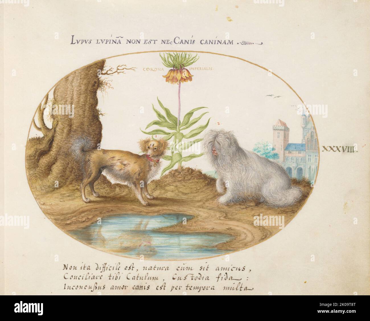 Animalia quadrupedia et reptilia terra hi-res stock photography and ...