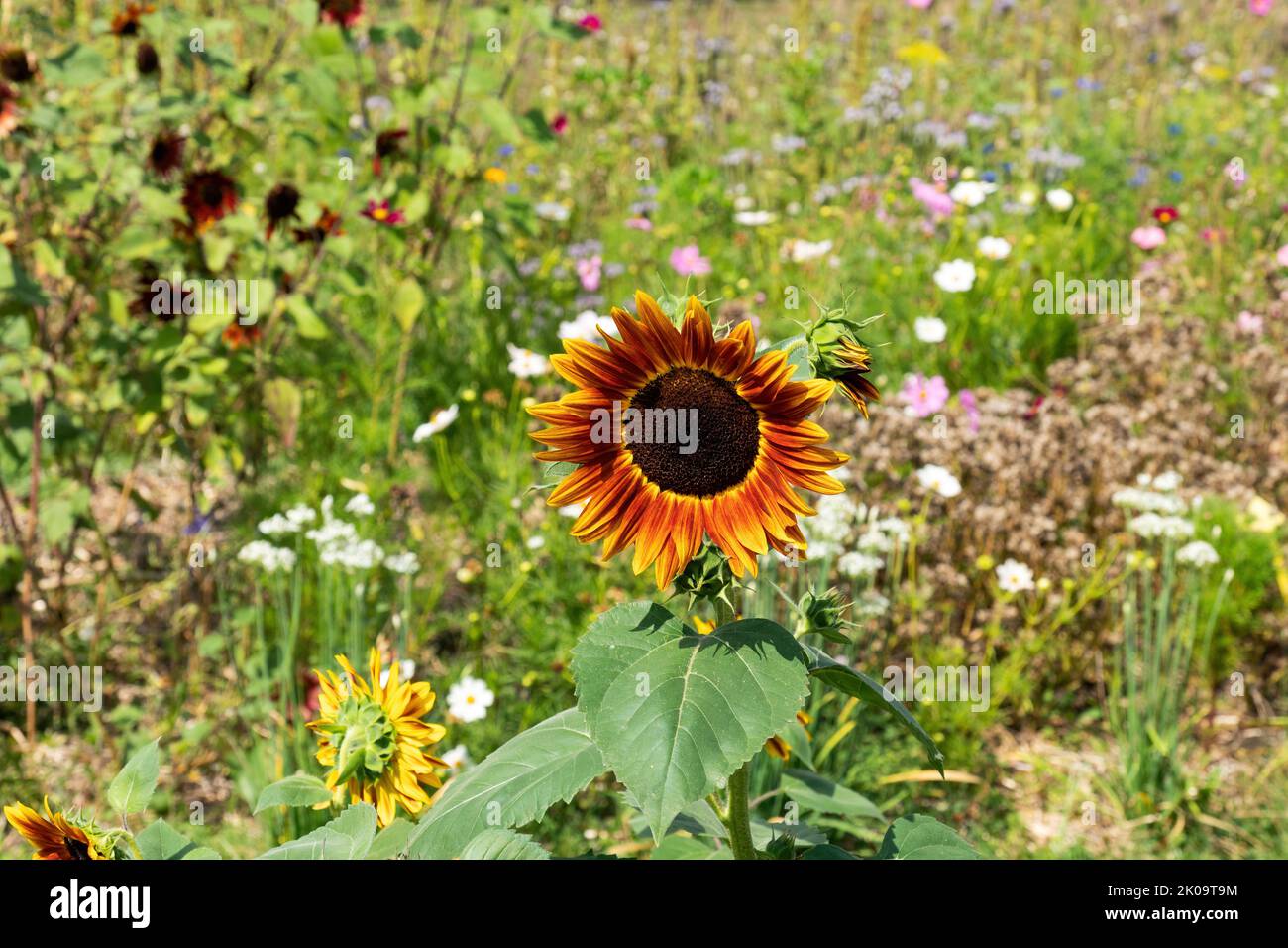 Close-up of a Sunflower on a sunny summer day Stock Photo - Alamy