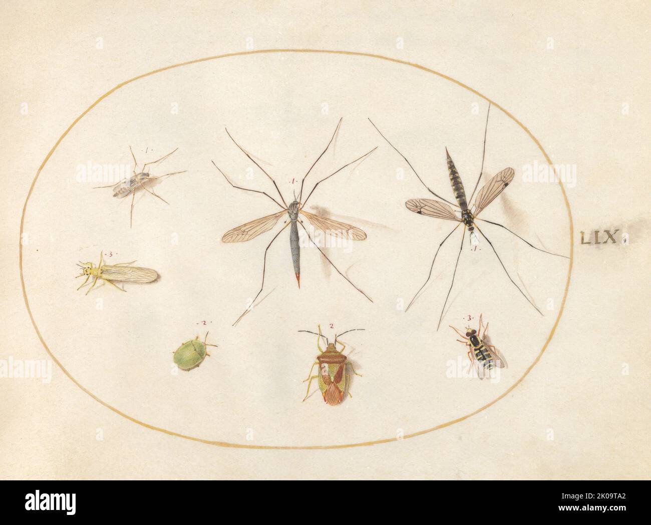 Plate 59: Seven Assorted Insects, c. 1575/1580 Stock Photo - Alamy