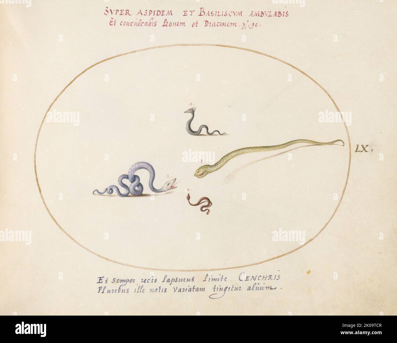 Animalia quadrupedia et reptilia terra hi-res stock photography and ...