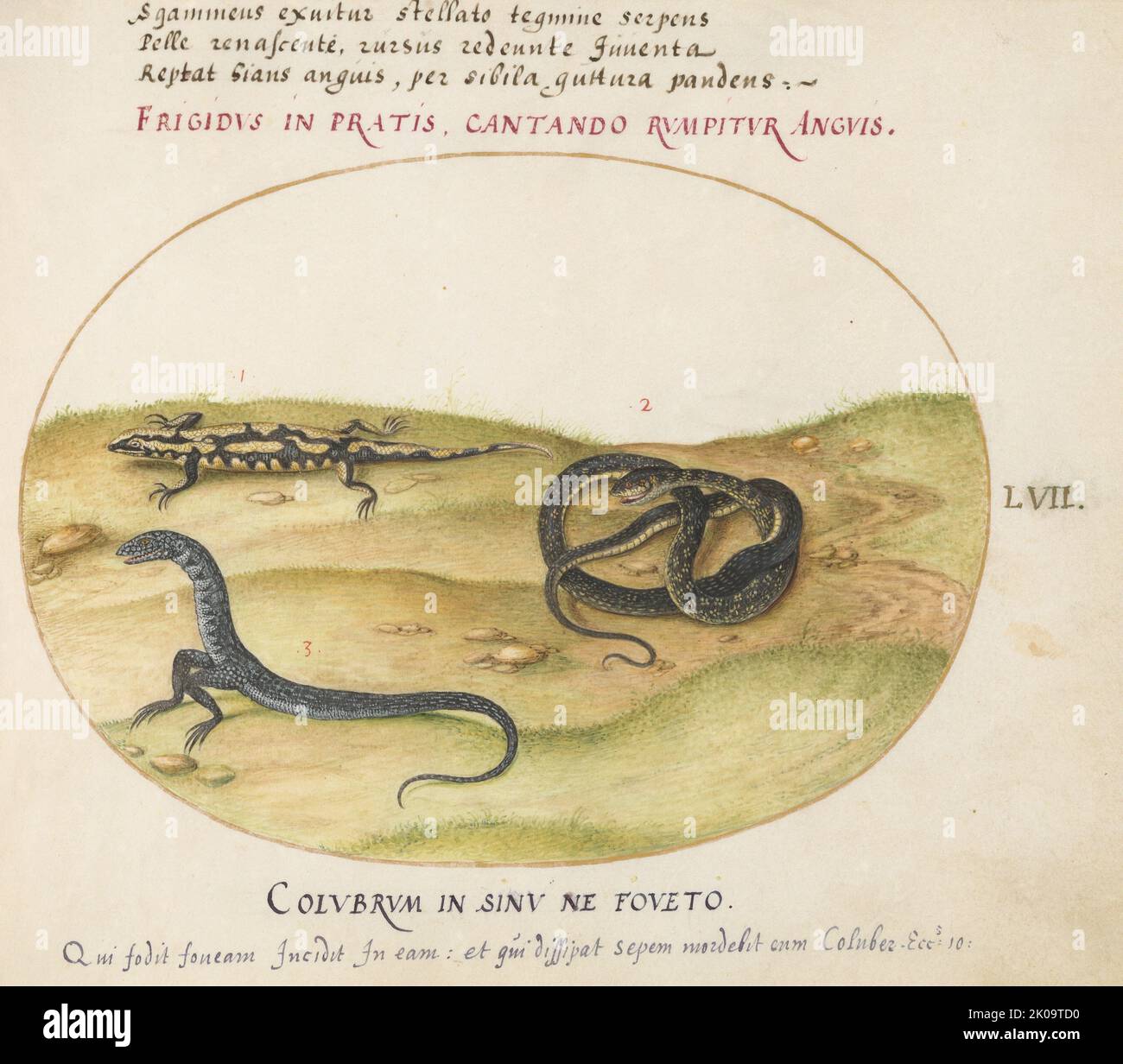 16th century snake drawing hi-res stock photography and images - Alamy
