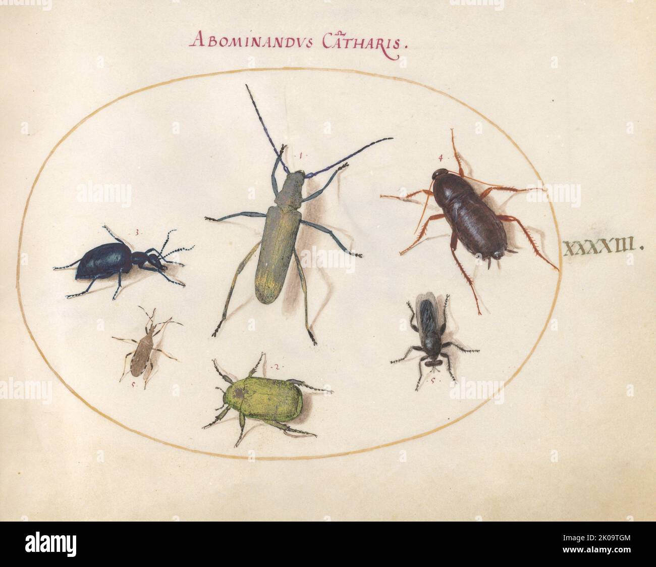 Illustrated beetles hi-res stock photography and images - Alamy