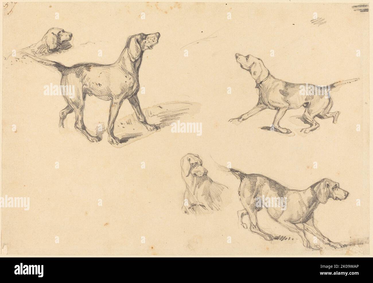 W pointer hi-res stock photography and images - Alamy