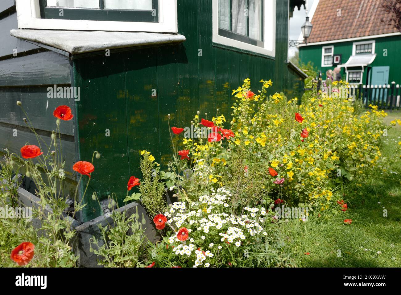 Red poppy flowers in front of a green house Stock Photo - Alamy