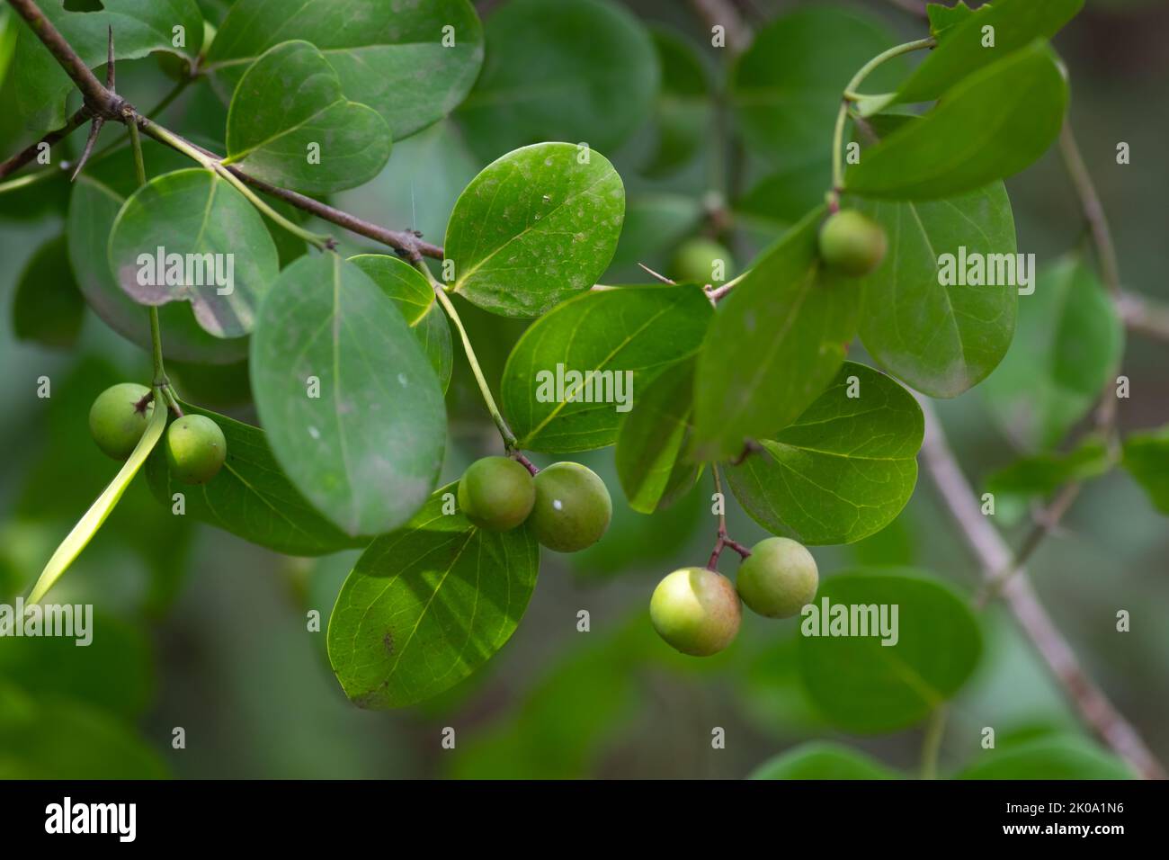 Karvand hi-res stock photography and images - Alamy