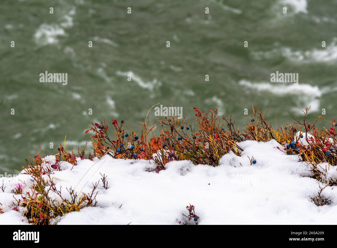 Icelandic blueberry hi-res stock photography and images - Alamy