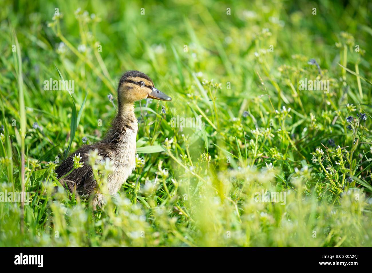 Baby duck walking hi-res stock photography and images - Alamy