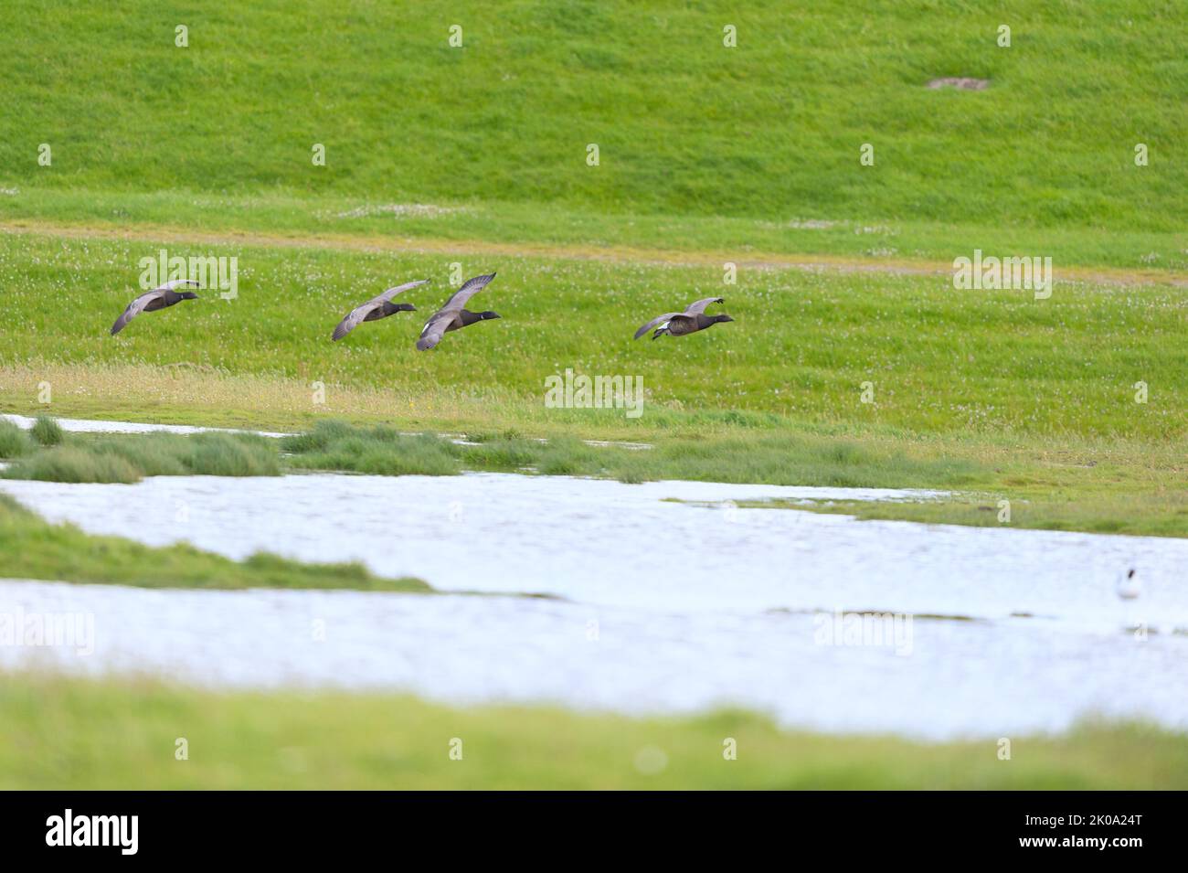 Flying geese at Dutch wadden island Terschelling Stock Photo - Alamy