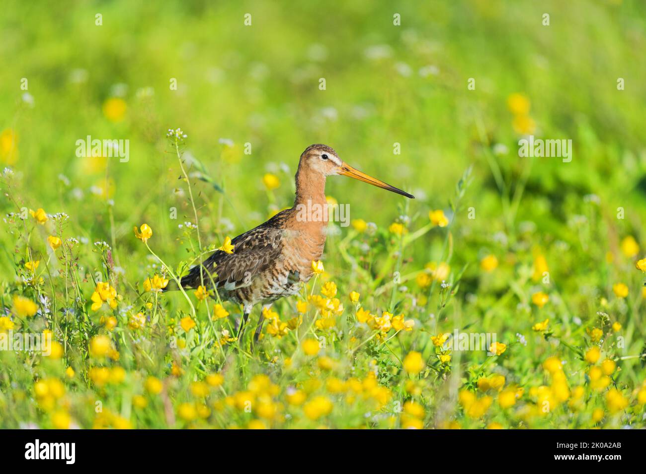 black-tailed godwit in grass with yellow flowers Stock Photo - Alamy