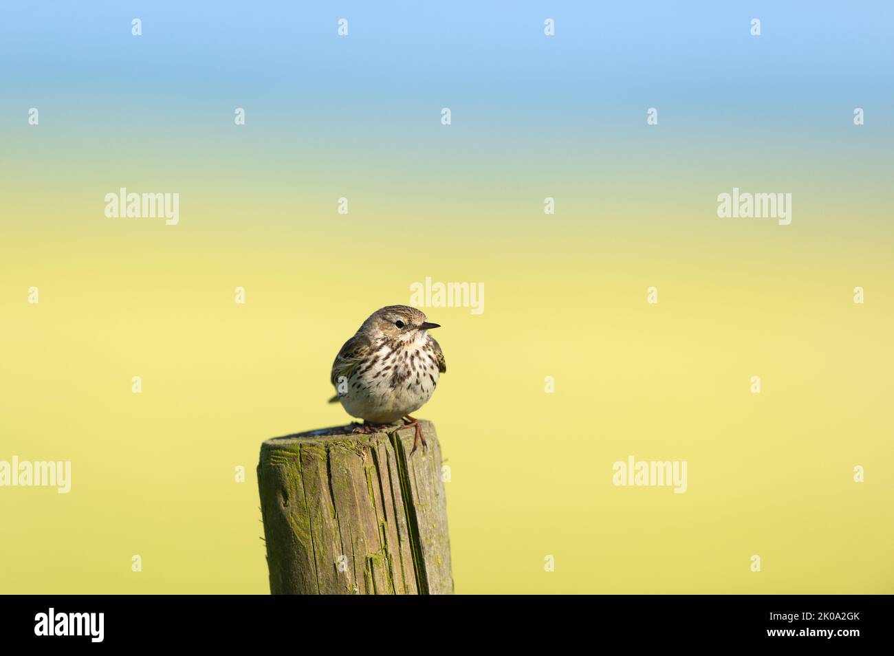Titlark anthus pratensis hi-res stock photography and images - Alamy
