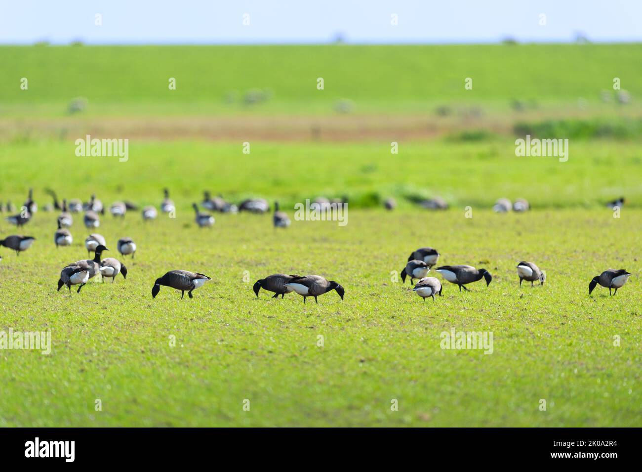 Flock Wild geese in the grass at Dutch wadden island Terschelling Stock ...