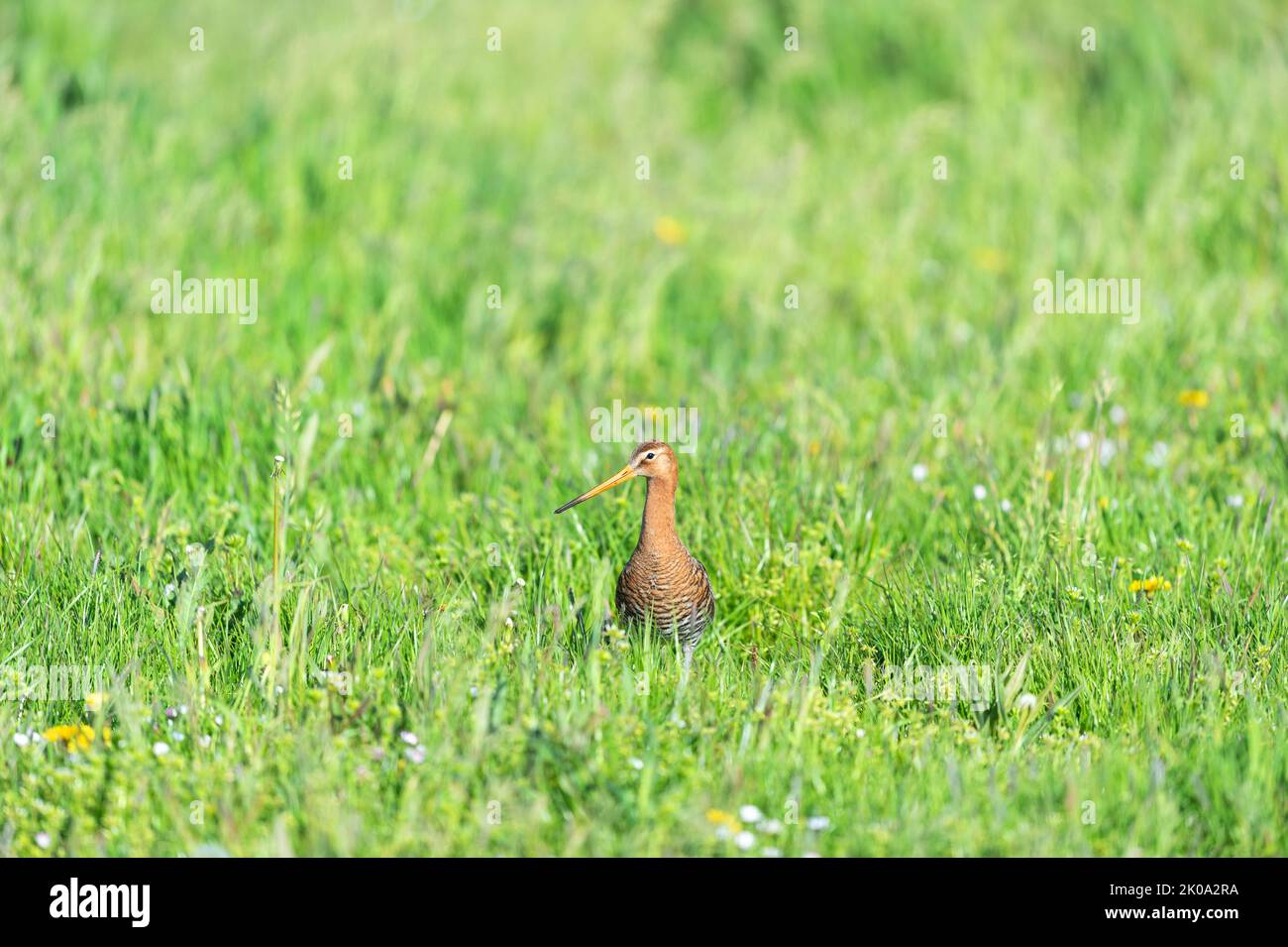 black-tailed godwit bird in meadows Stock Photo - Alamy
