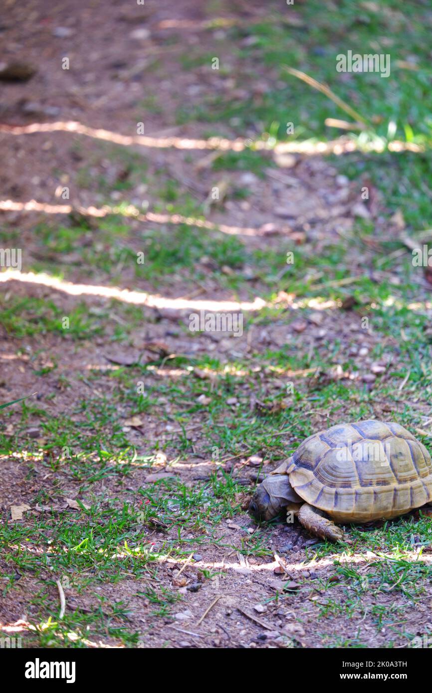 Hidden neck turtles hi-res stock photography and images - Alamy