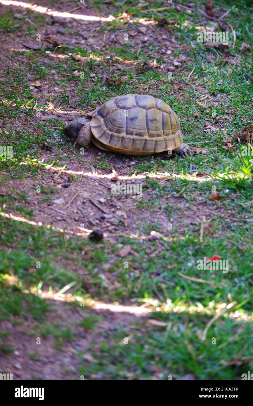European land turtle moving land near grass Stock Photo - Alamy