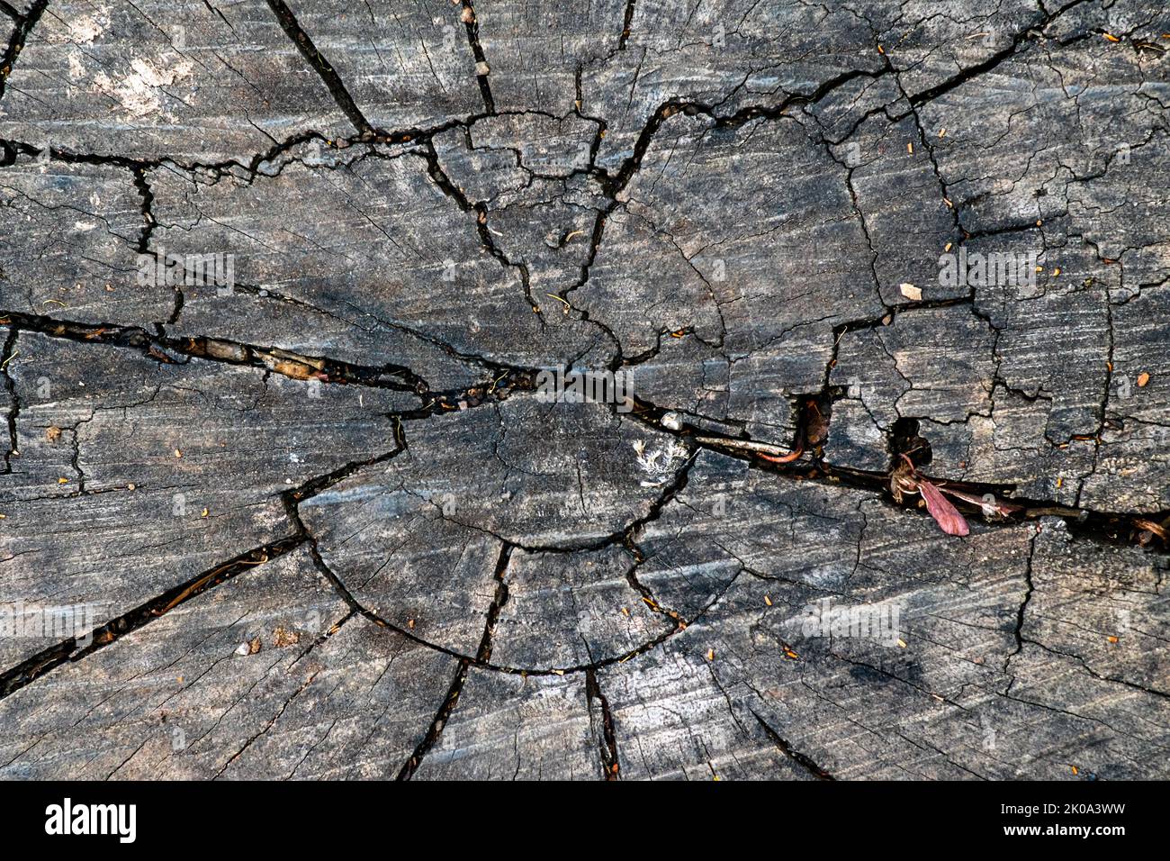 Burned and cut tree trunk patterns on surface with coal black color and ...