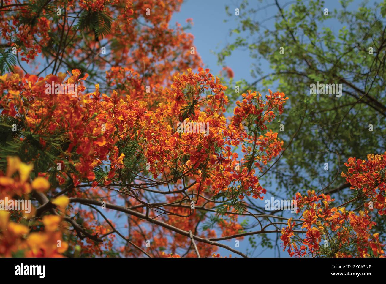 Beautiful colorful Gulmohar flowers also known Delonix regia is a ...