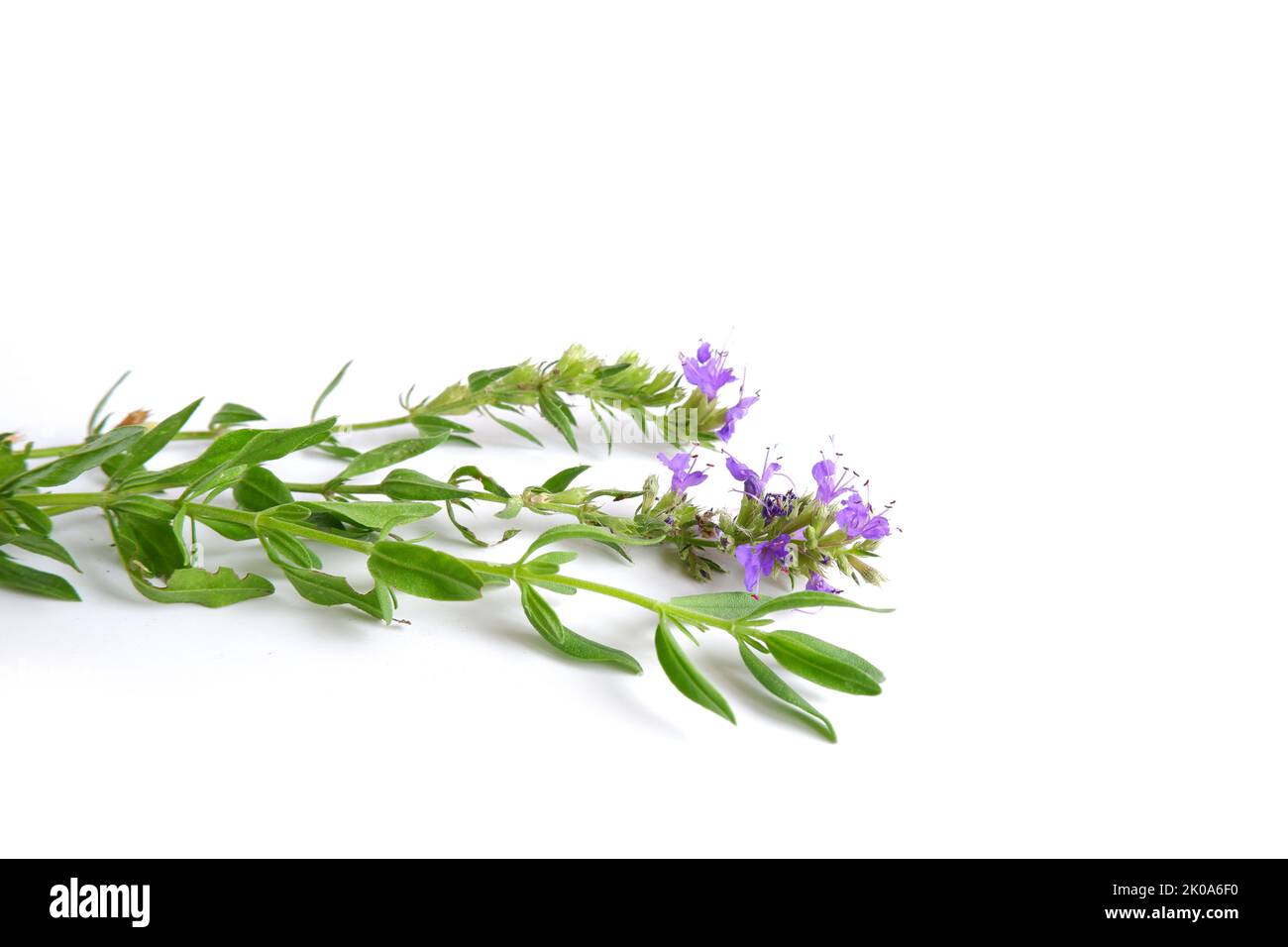 Two sprigs of hyssop with green leaves and blue flowers on a white ...