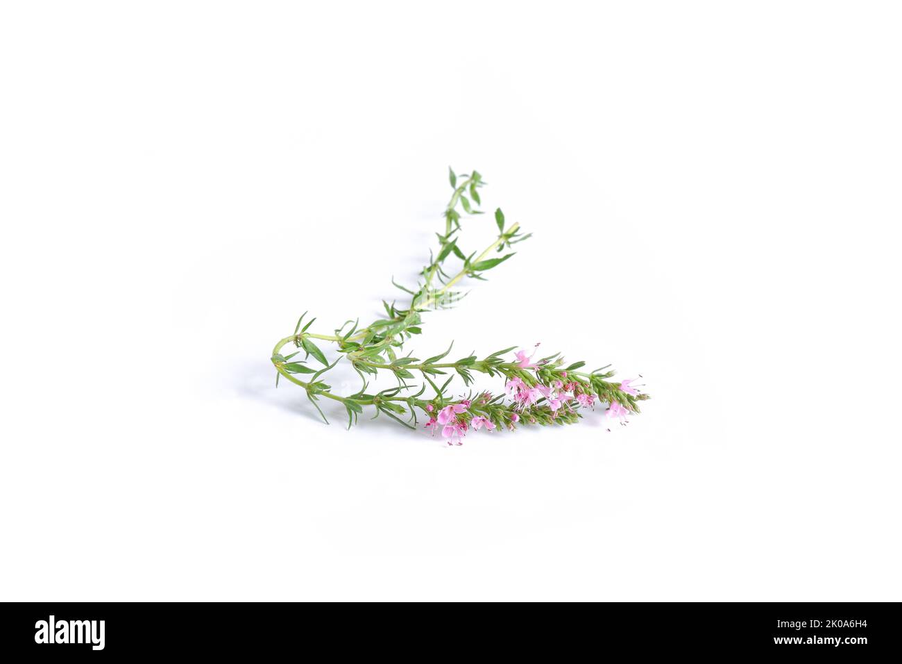 Two sprigs of hyssop with green leaves and pink flowers on a white ...