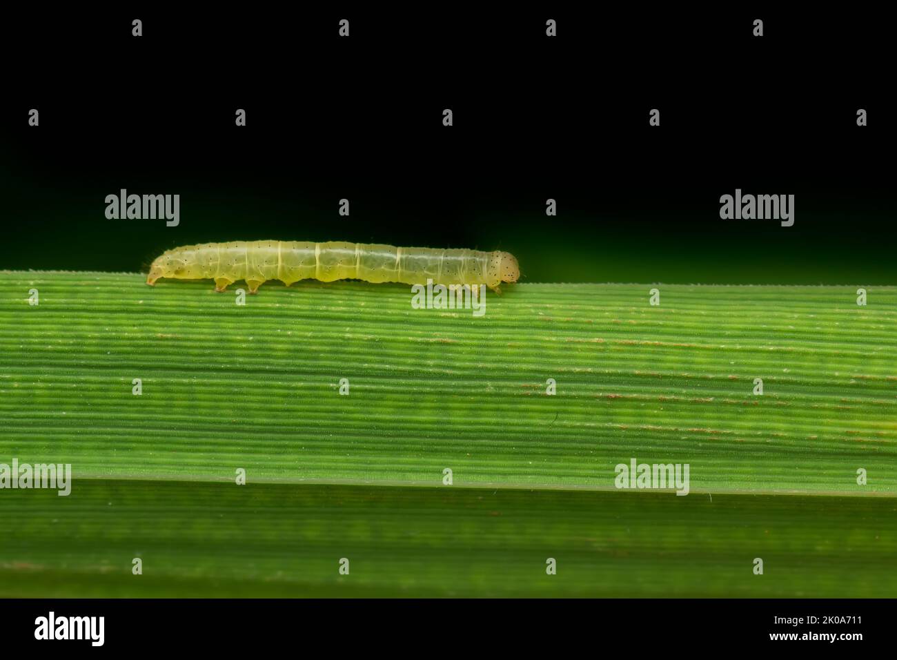 Rice leaf folder caterpillar on the leaf of rice plant. This ...