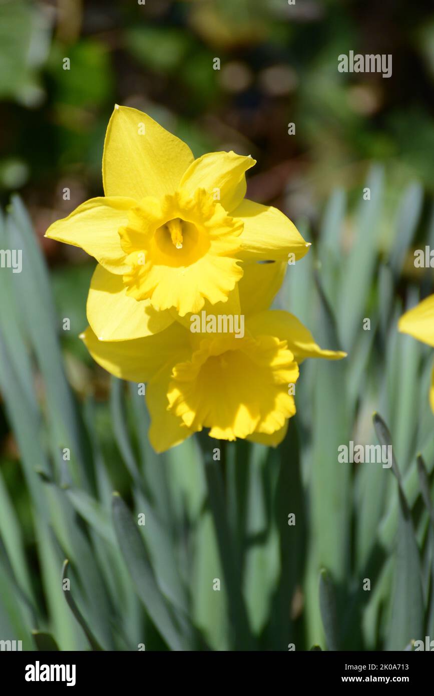 Osterglocken, Gelbe Narzissen, Narcissus pseudonarcissus, Blume, Gelb ...