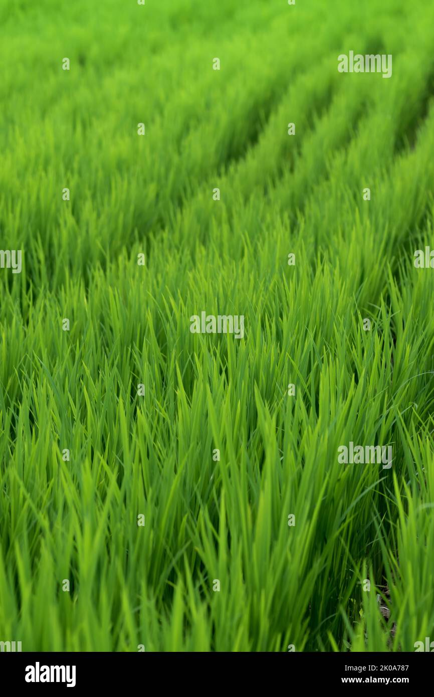 Rice or paddy cultivation in rows of farm in India Stock Photo - Alamy