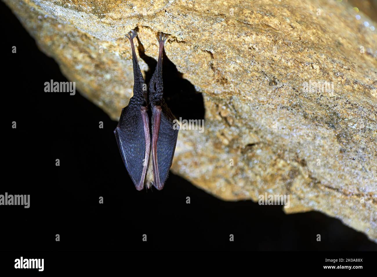 Lesser horseshoe bat hanging in a cave (Rhinolophus hipposideros Stock ...