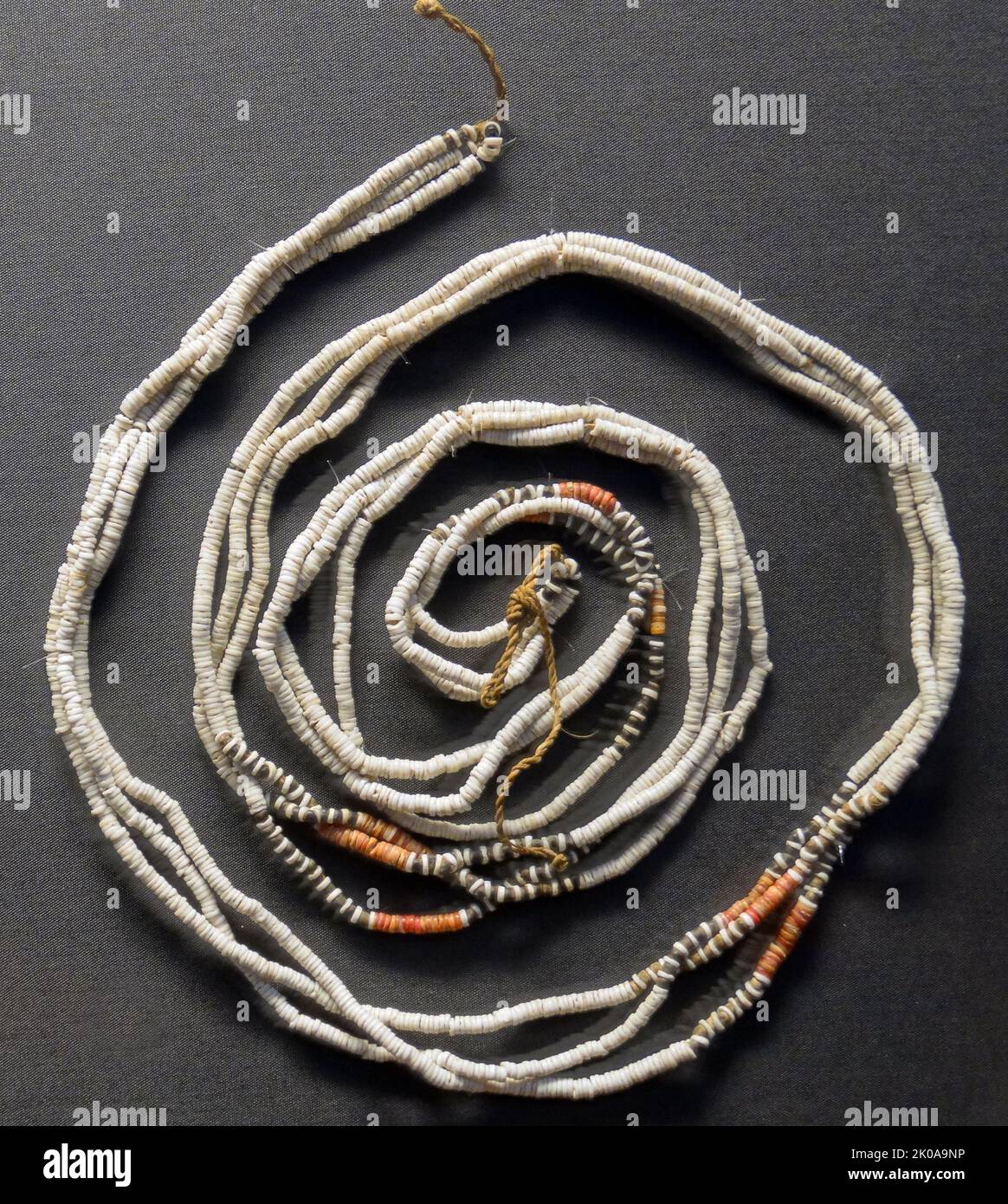 Kina shell. Papua New Guinea, 1950s. Pearl Kina shells were used to ...