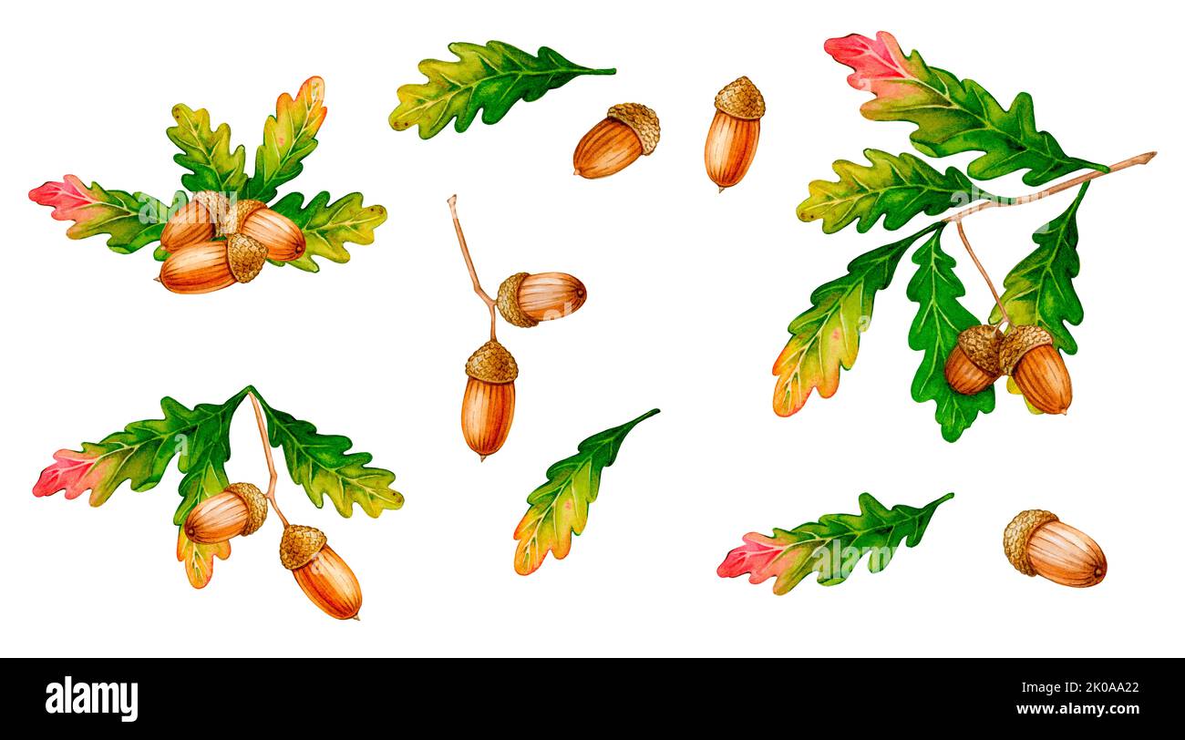 Acorns, oak leaves, oak branches with acorns. A set of watercolor ...