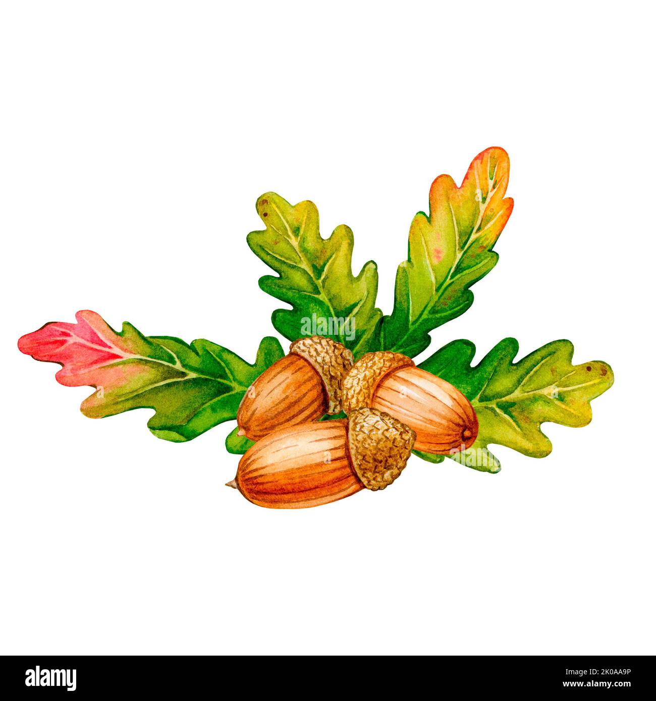 Oak tree emblem Cut Out Stock Images & Pictures - Alamy