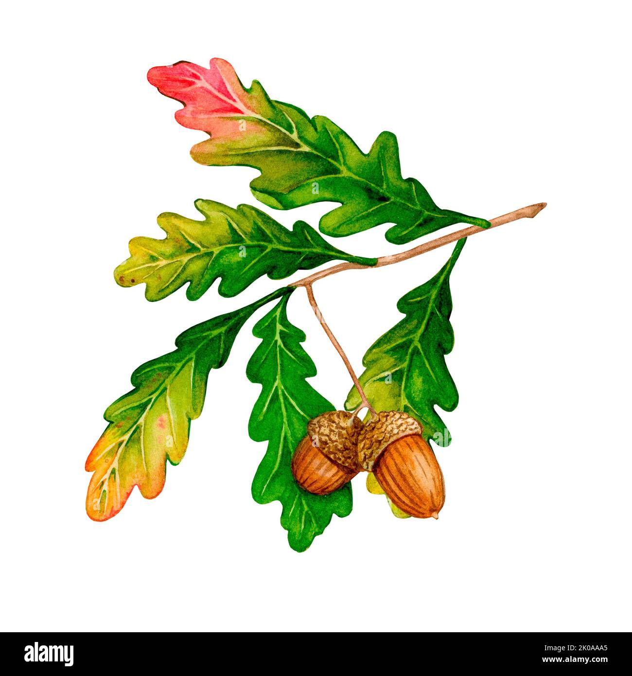 Watercolor composition with acorns and oak leaves. Print for the design ...