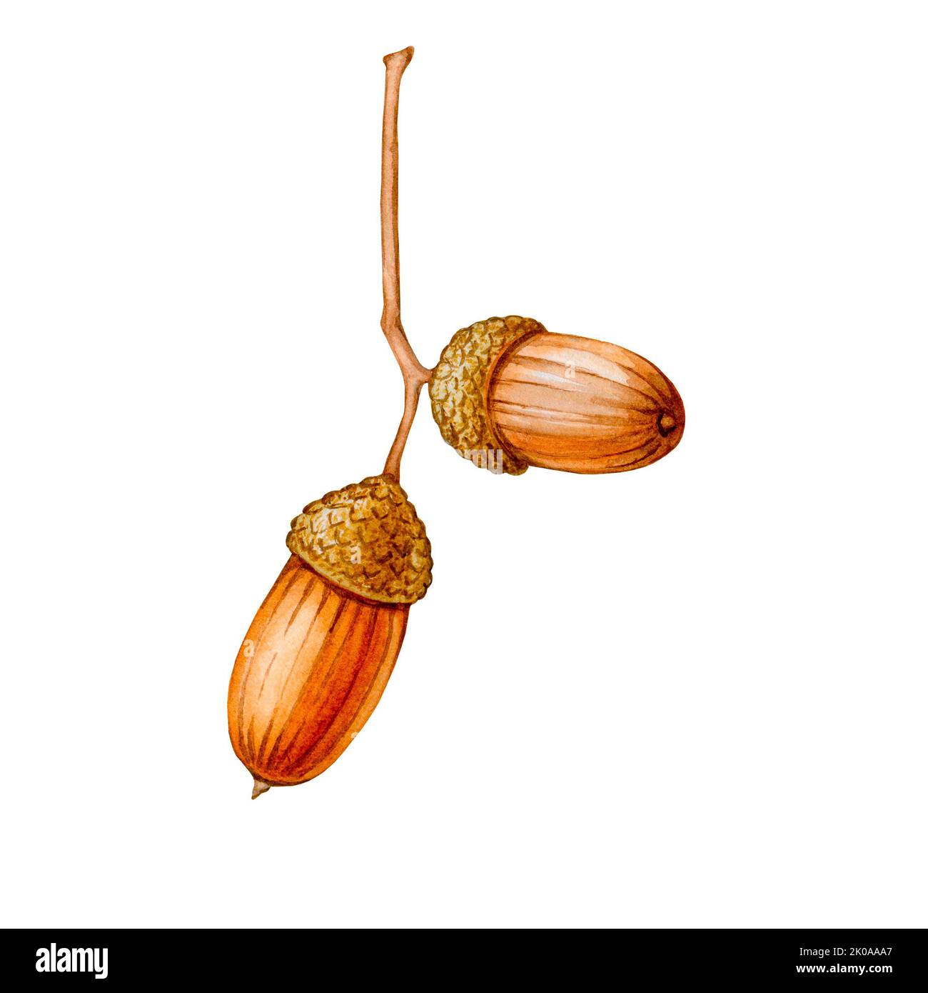 Acorns. Hand drawn watercolor. Print for the design of postcards ...