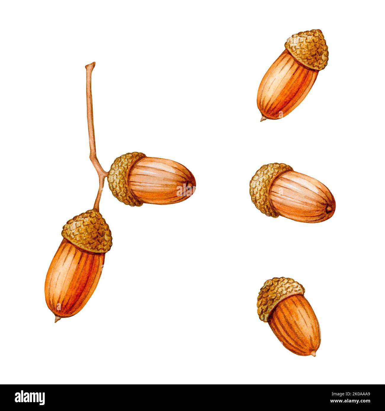 Acorns. A set of illustrations painted in watercolor. Print for the ...