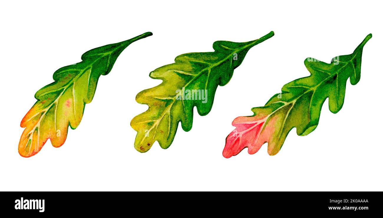 Oak Leaf. A set of illustrations painted in watercolor. Print for the ...