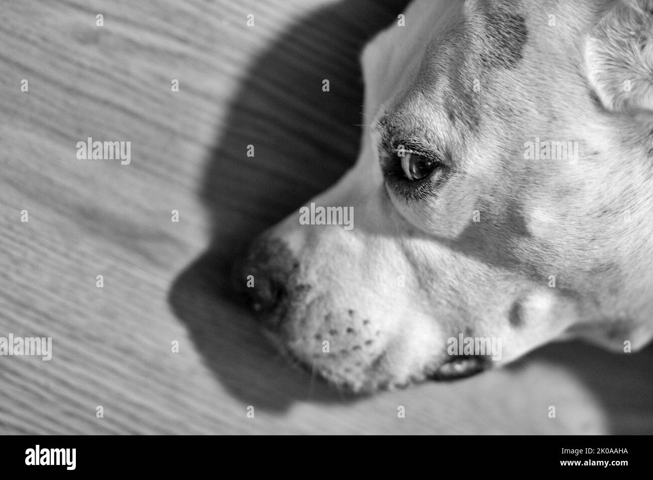 A mixed breed pit bull dog (Canis lupus familiaris) lays on a floor ...