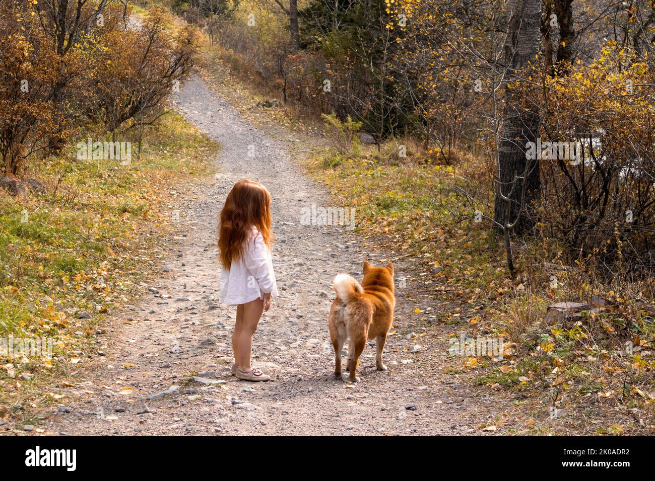 a little red-haired girl and her dog Shiba Inu are walking through the ...