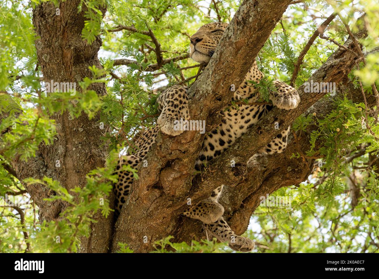 Sleeping Leopard in the Serengeti, Tanzania, Africa Stock Photo - Alamy