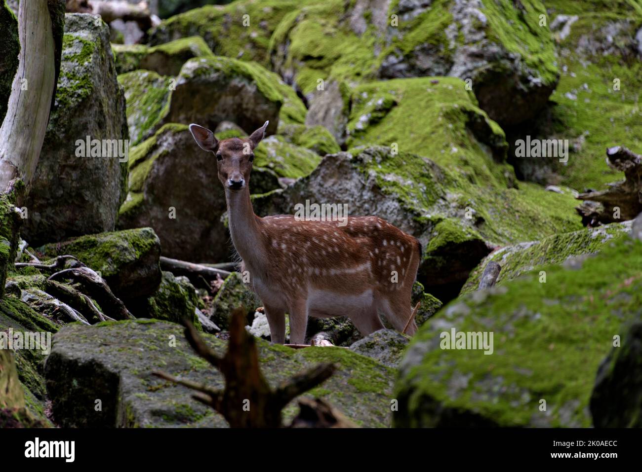 deer, cervus elaphus, stag with new antlers growing facing camera in ...