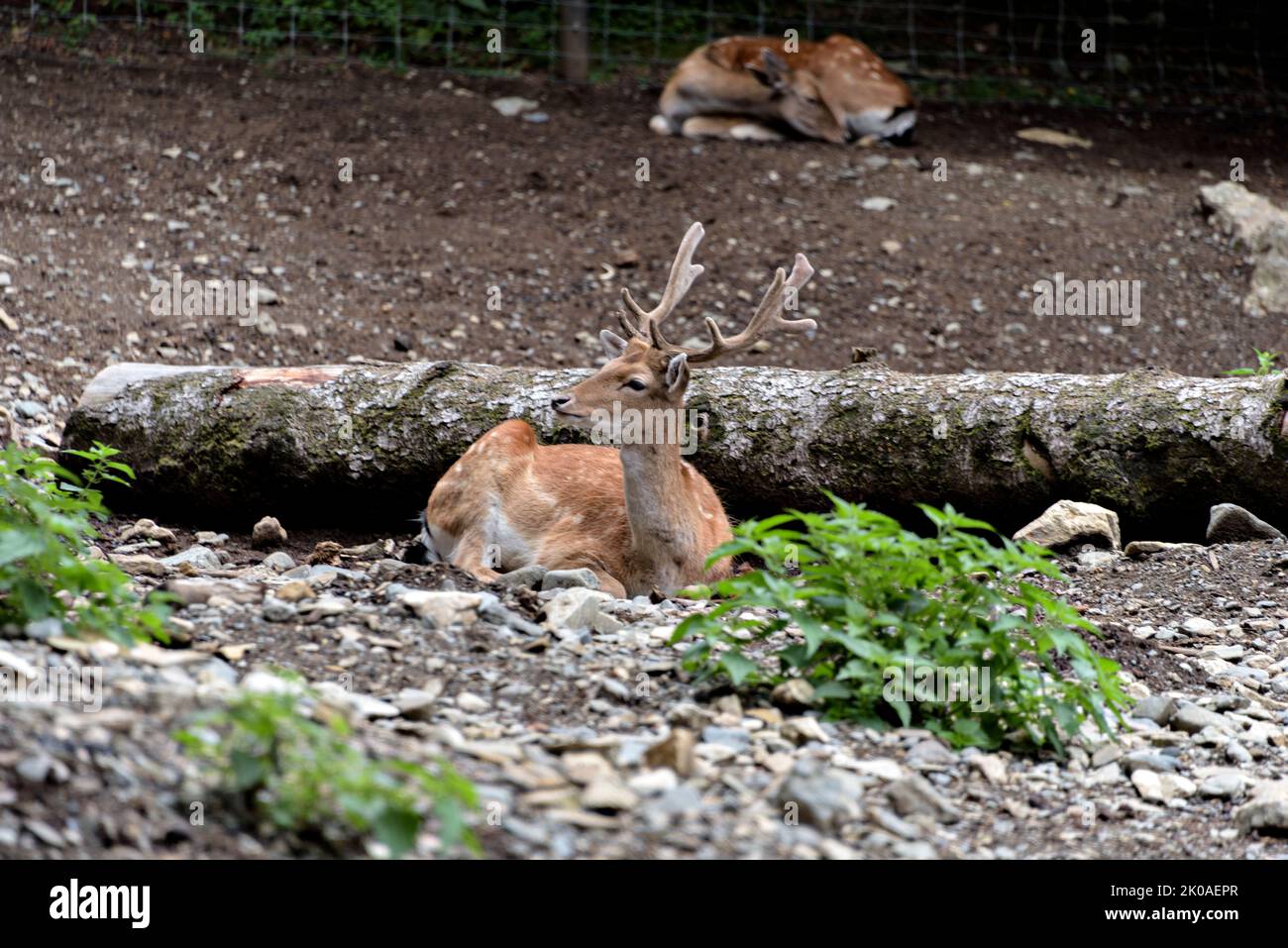 Stag deer facing camera hi-res stock photography and images - Alamy